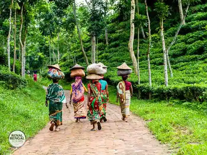 Sylhet and Sreemangal Rainforests and Tea - Royal Bengal Tours